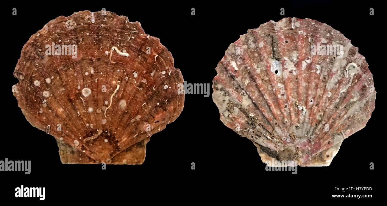Shells from the great scallop, also known as King Scallop, which is an ...