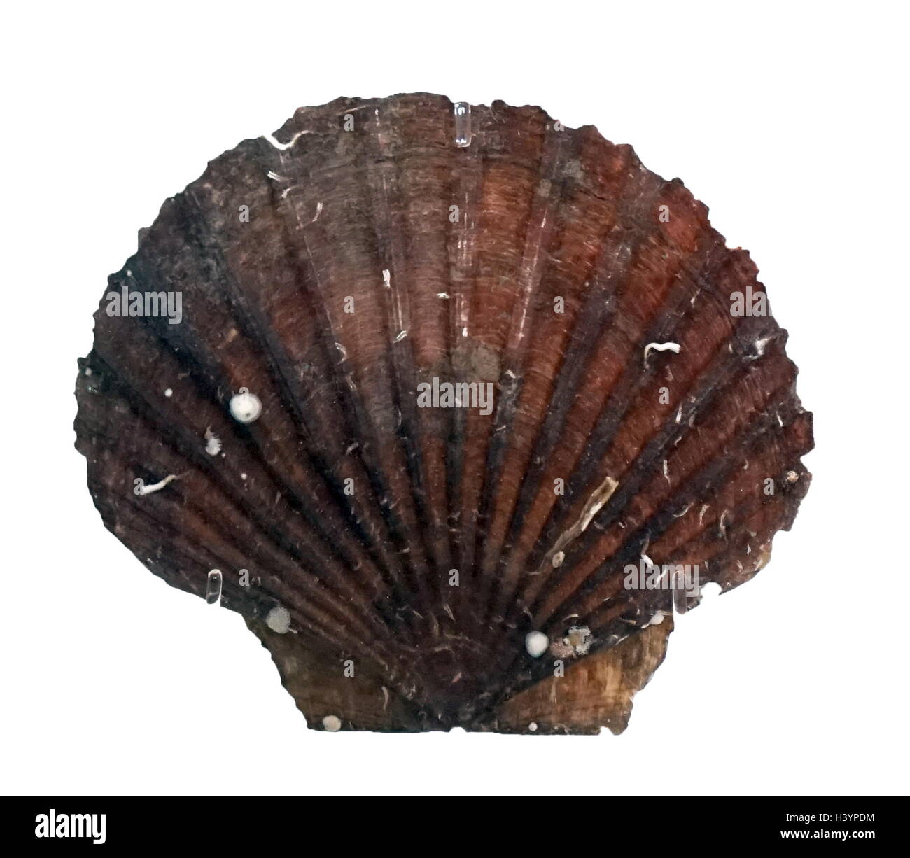 Shell from the great scallop, also known as King Scallop, which is an ...