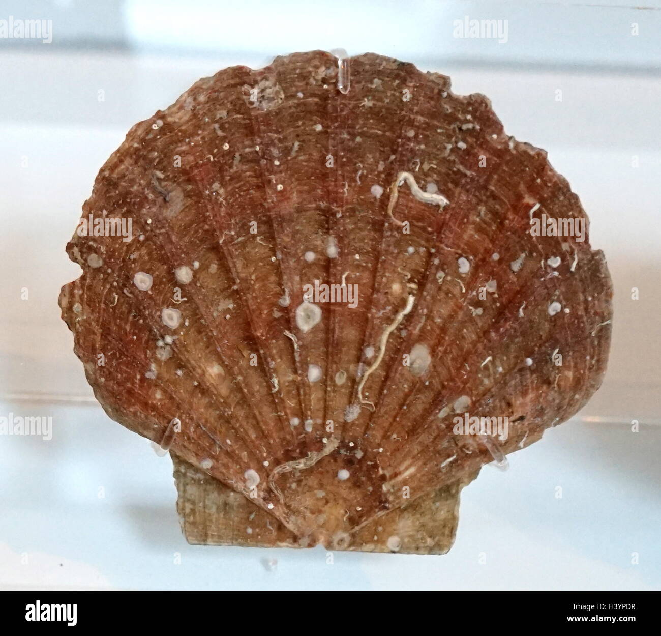 Shell from the great scallop, also known as King Scallop, which is an ...