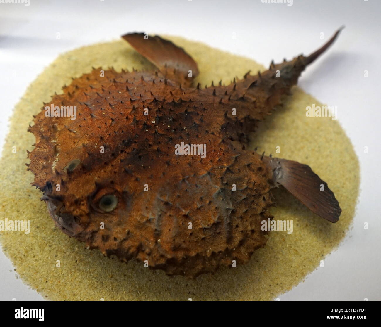 Model of a Red-lipped batfish, these fish walk the ocean floor and are ...
