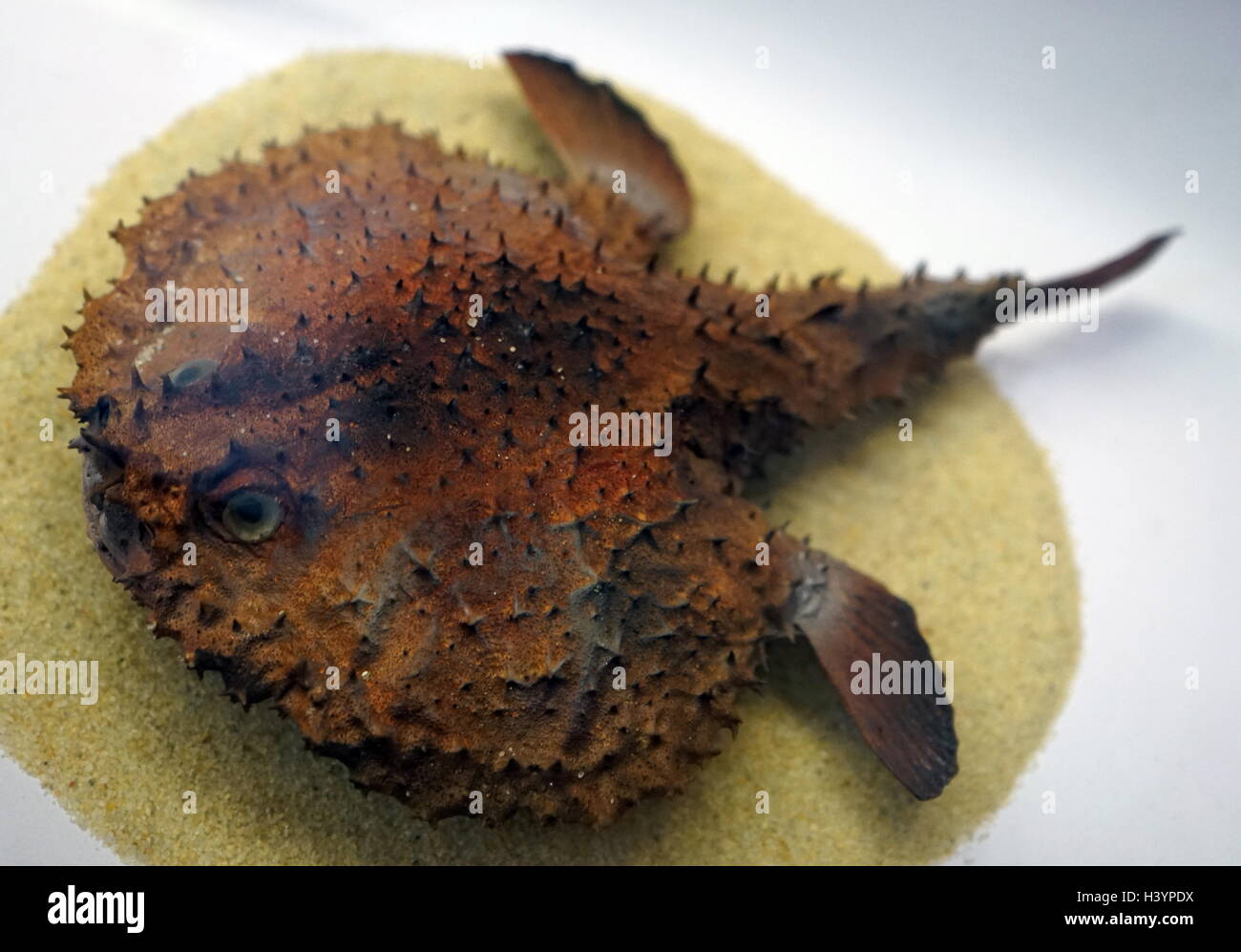 Model of a Red-lipped batfish, these fish walk the ocean floor and are ...