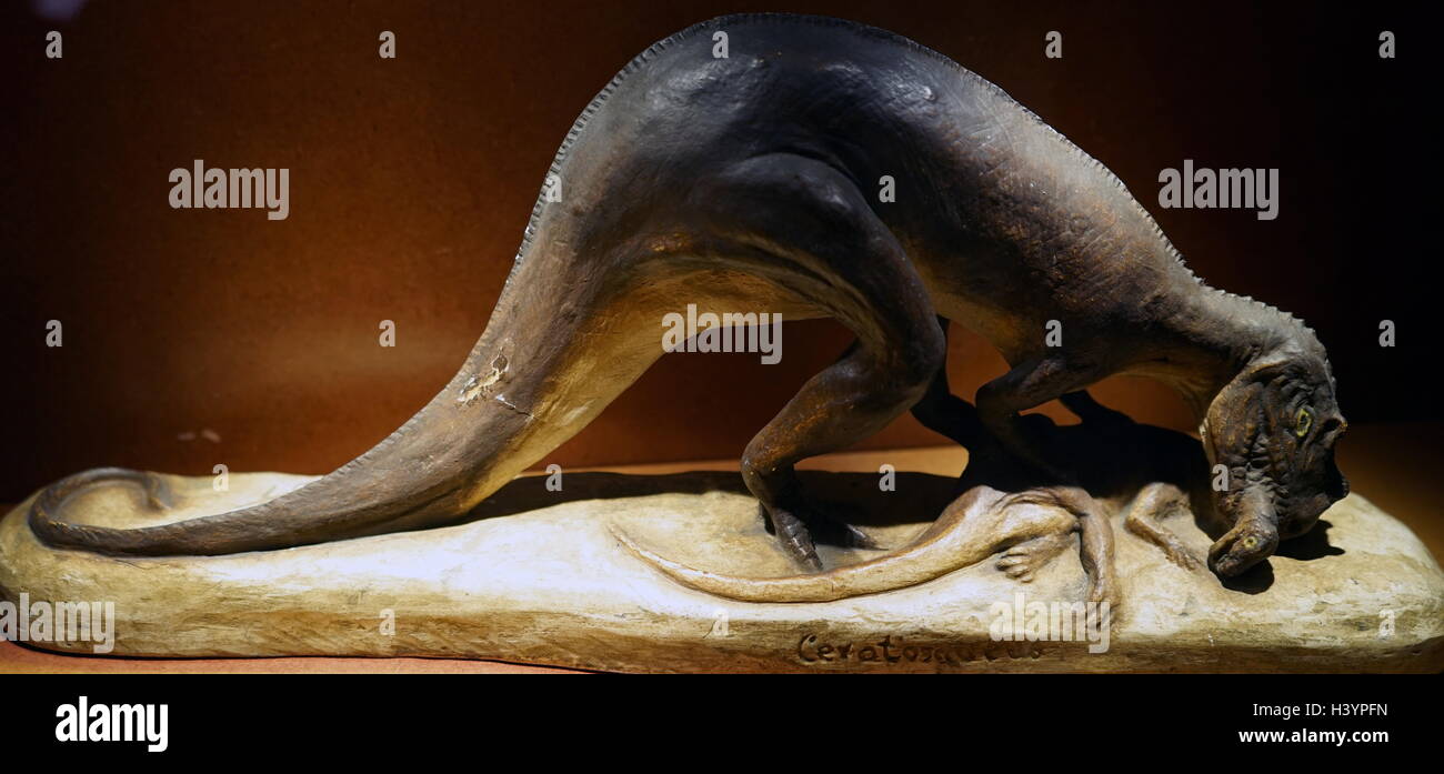 Model of a Ceratosaurus, a large predatory theropod dinosaur from the ...