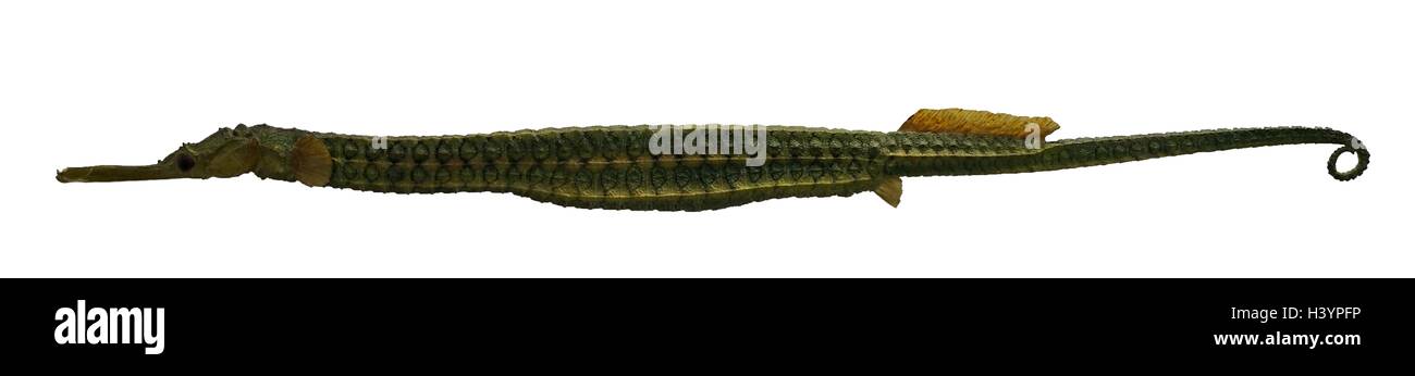 The Greater pipefish, a seawater fish which belongs to the family ...