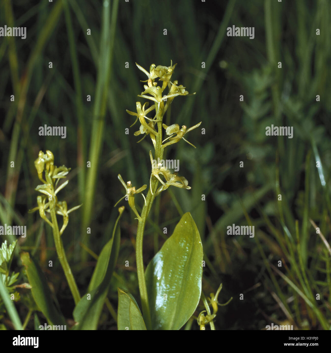 Quellmoore hi-res stock photography and images - Alamy