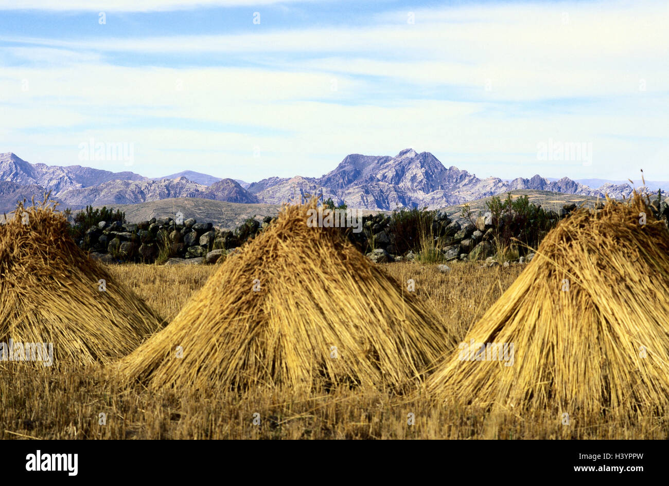 Bolivia, the Andes, Sucre, scenery, straw harvest, sheaves, South ...