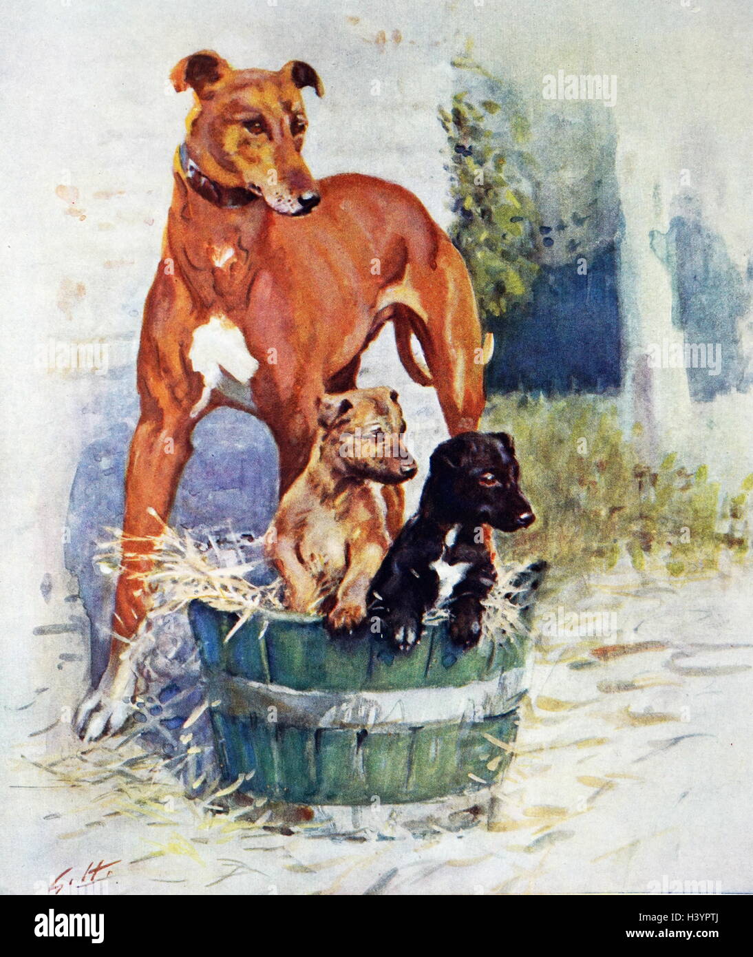 Illustration of Greyhound dog with puppies; By Charles Gilbert Joseph ...