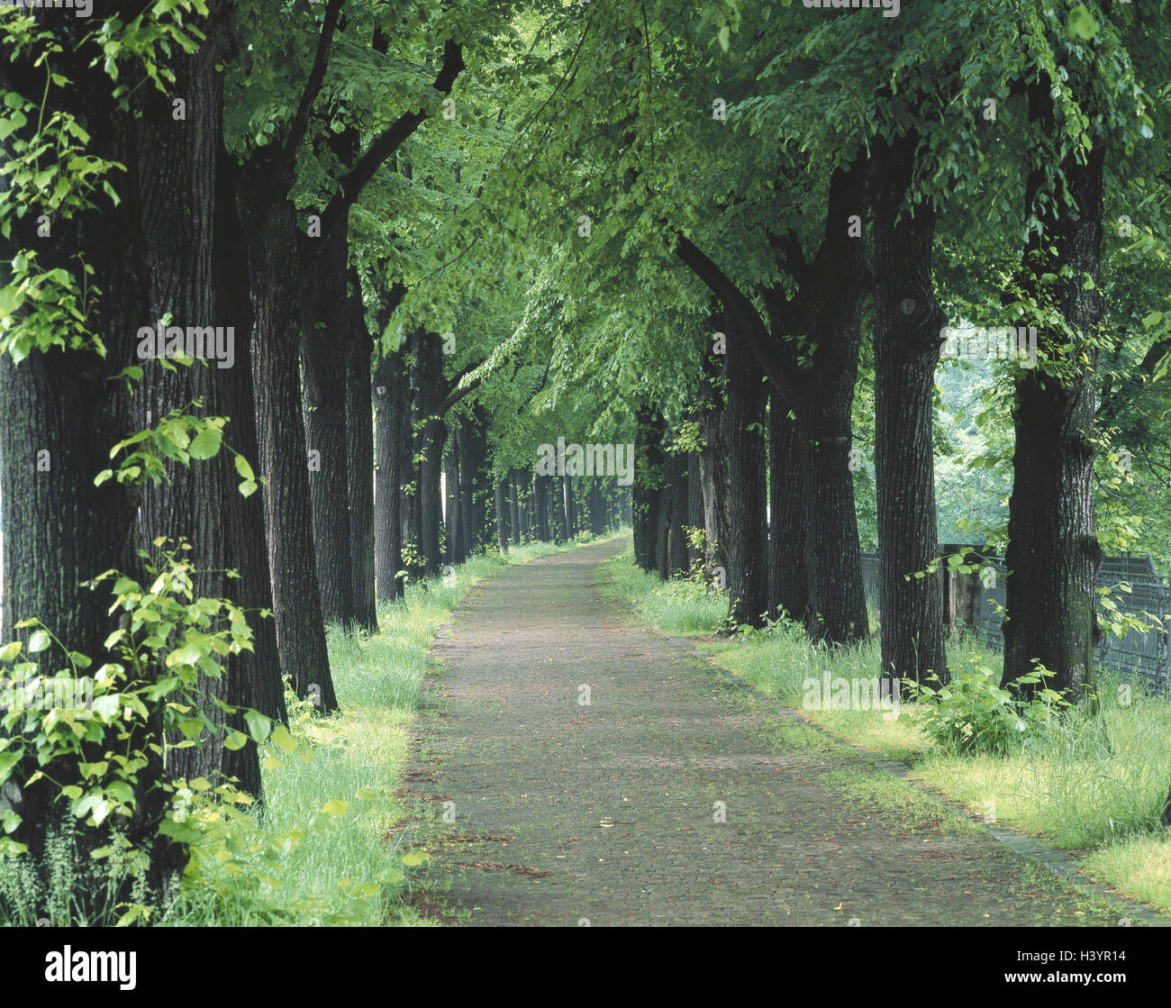 Street, avenue, lime-trees, summers, way, trees, lime plants, Tilia ...