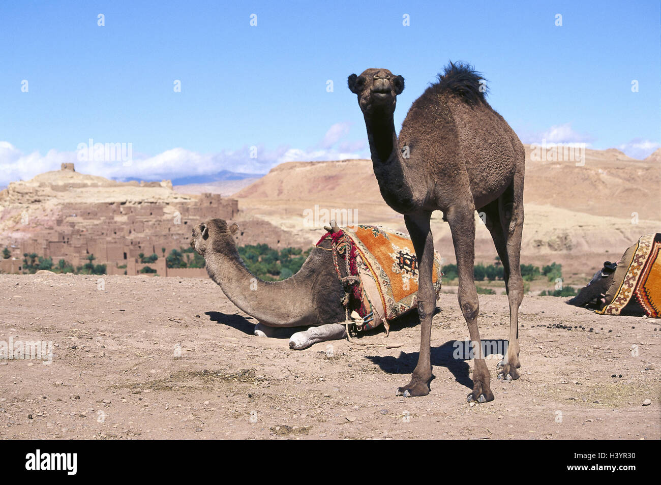 Morocco, dromedaries, Camelus, dromedarius, mammal, cloven-hoofed ...
