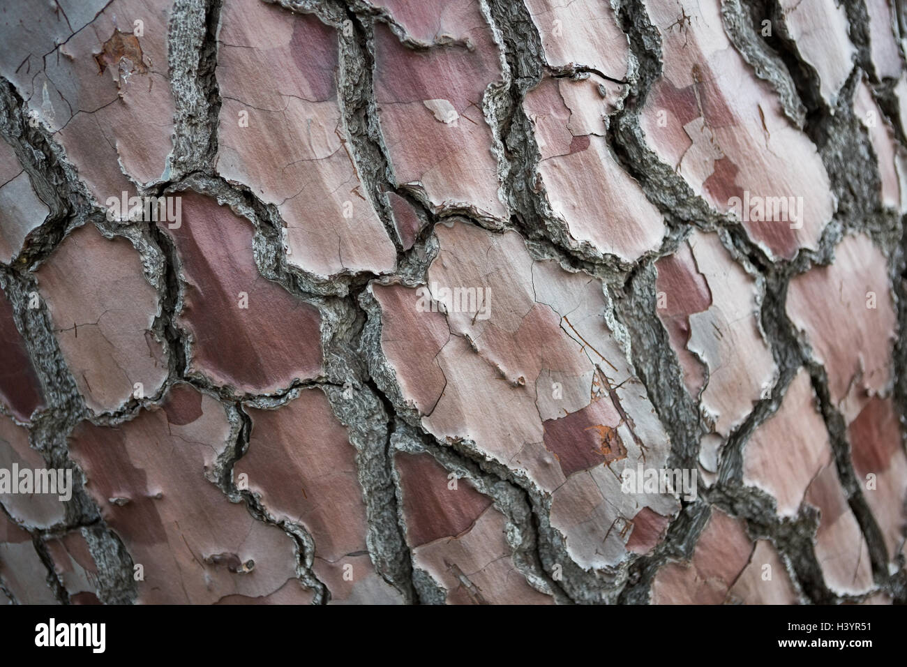 Close-up of tree bark Stock Photo - Alamy