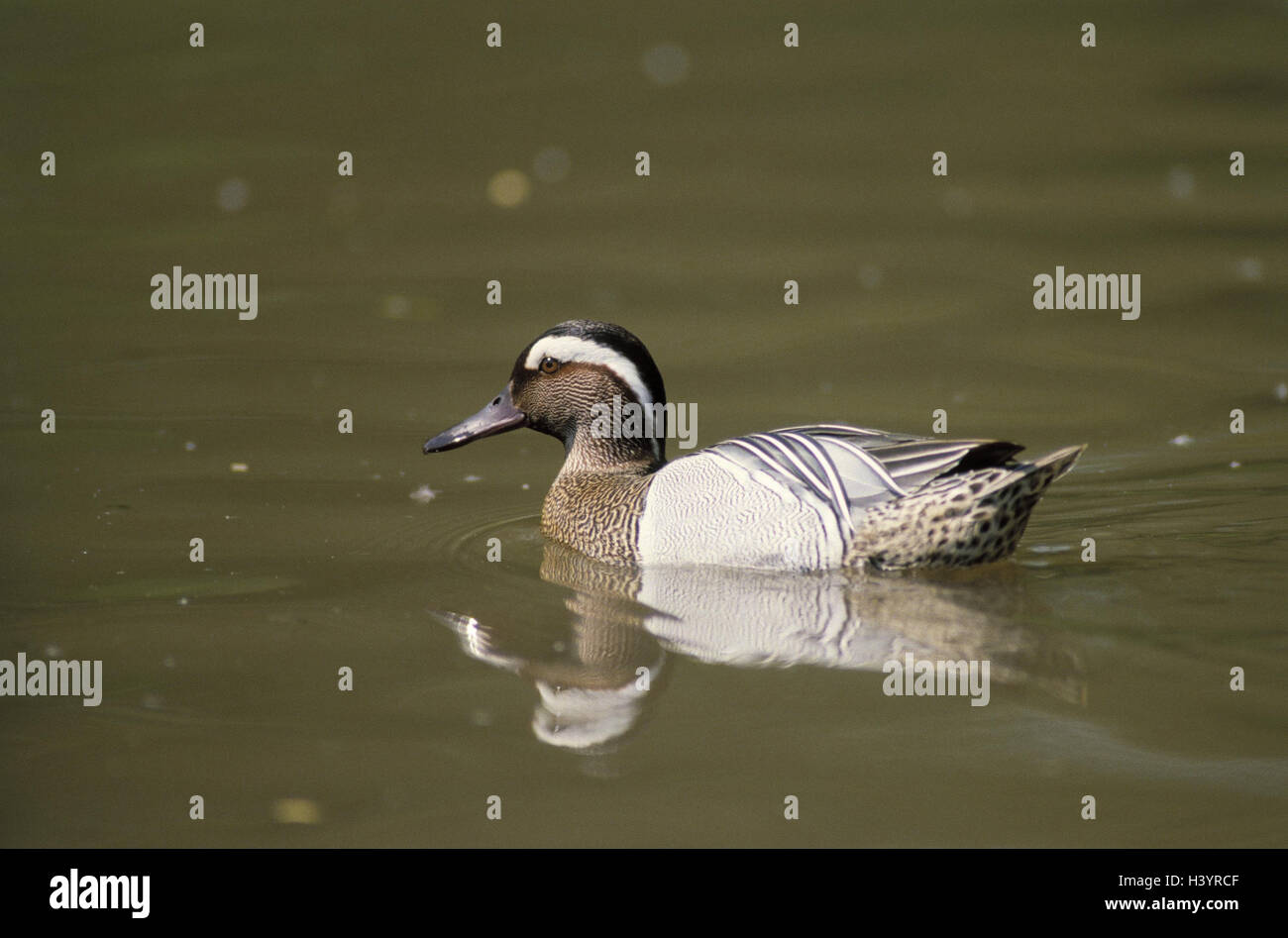 Garganey, Anas querquedula, swim animals, animal, wild animals, wild ...