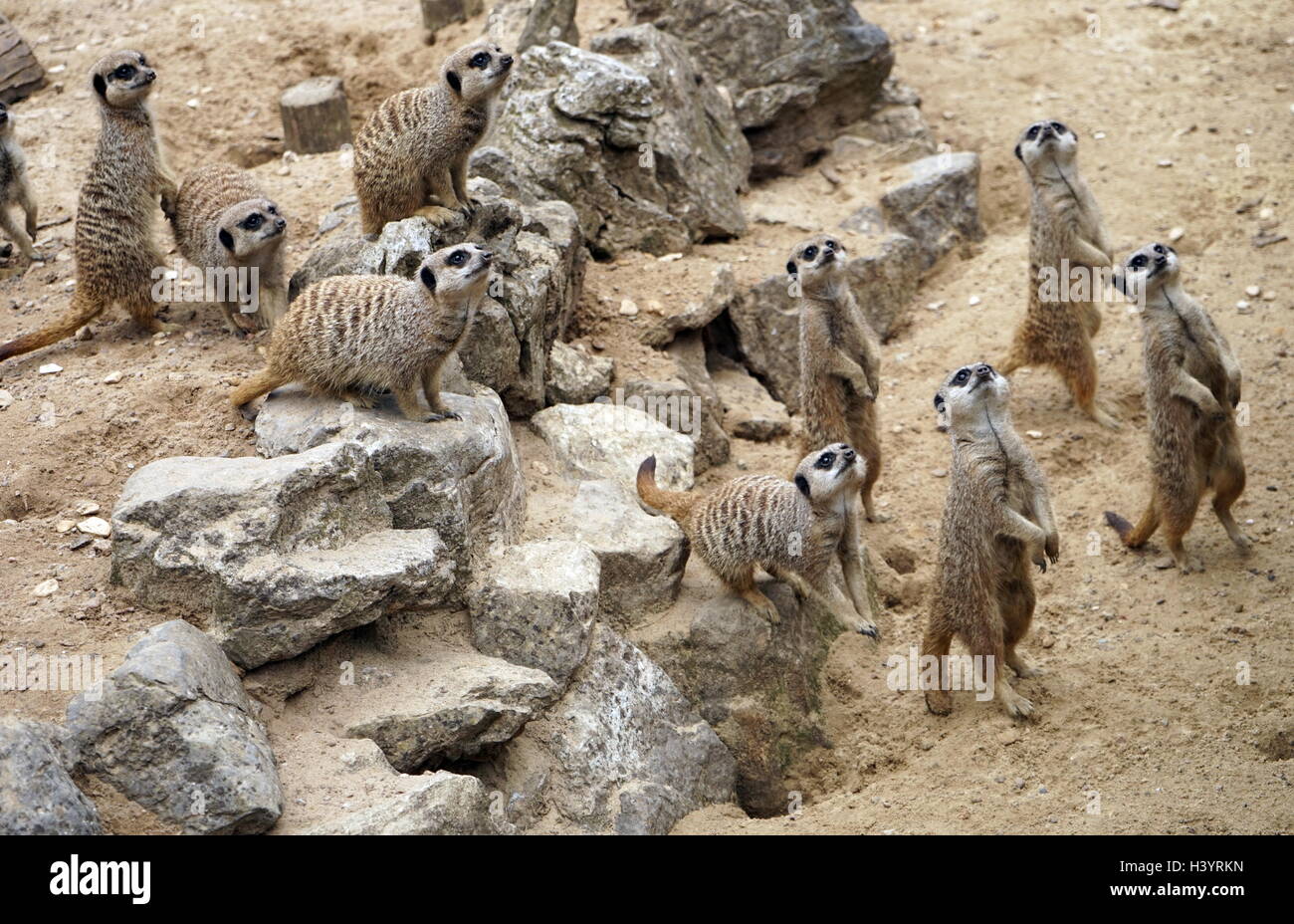 The meerkat or suricate (Suricata suricatta). A small carnivoran ...