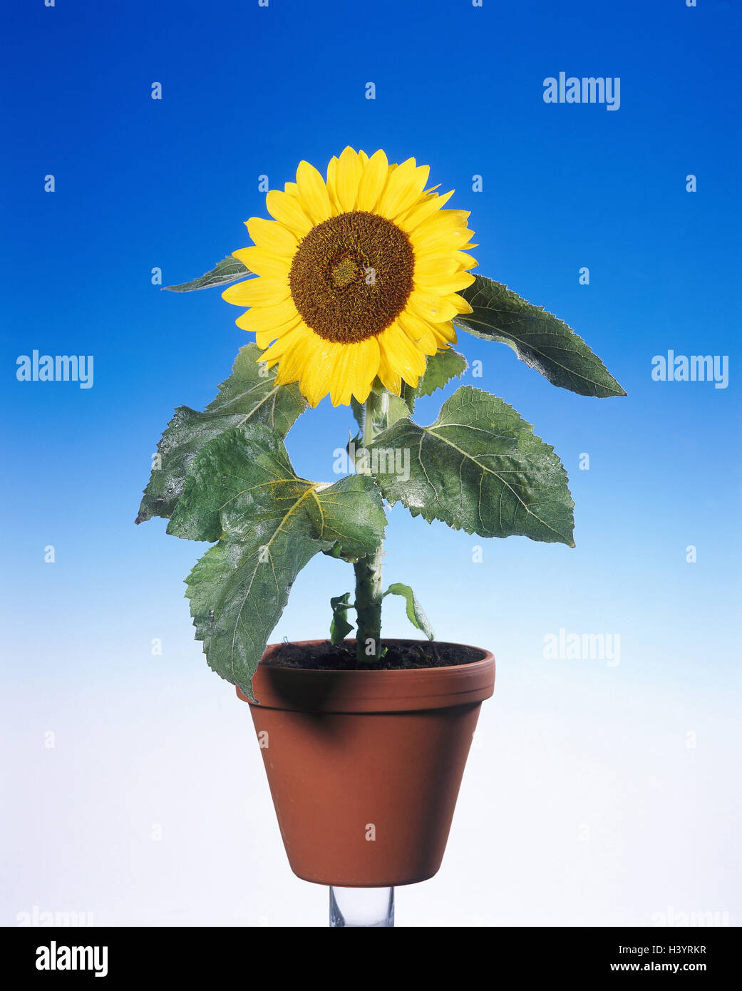 Potted sunflowers hi-res stock photography and images - Alamy