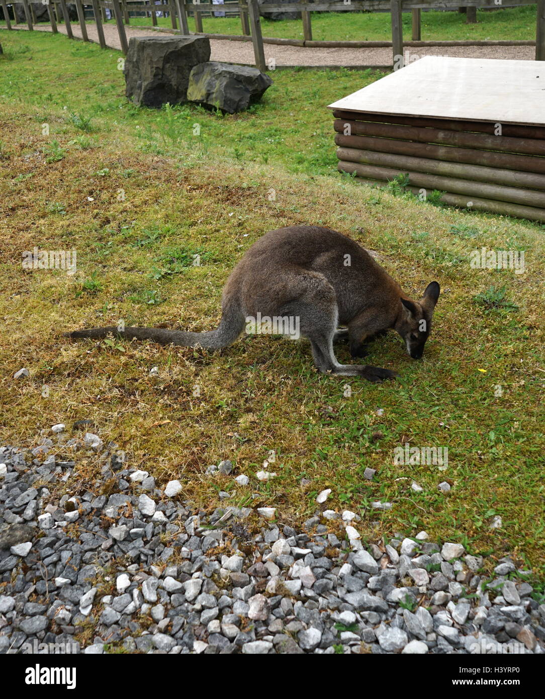 Macropod Marsupial High Resolution Stock Photography and Images - Alamy