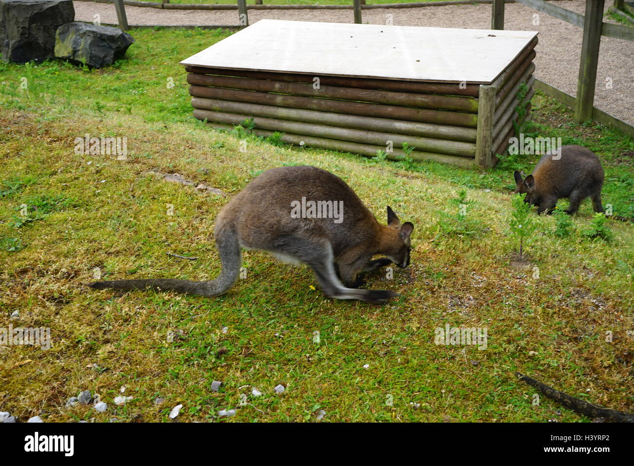 Kangaroo a marsupial from the family Macropodidae. Dated 2016 Stock ...