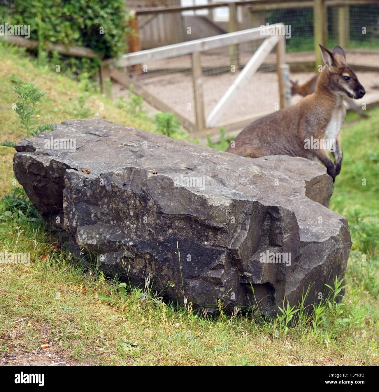 Kangaroo a marsupial from the family Macropodidae. Dated 2016 Stock ...