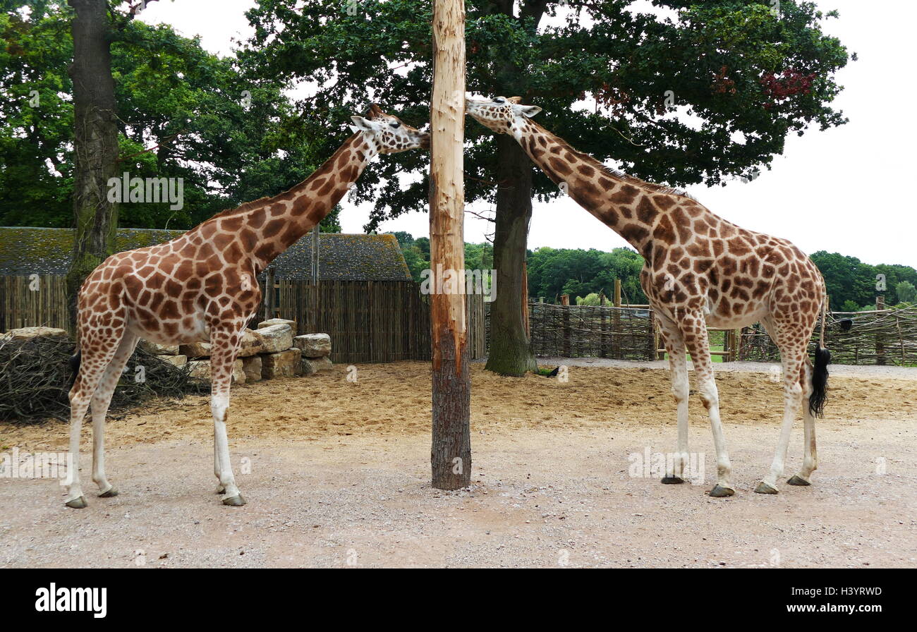 Camel leopard hi-res stock photography and images - Alamy