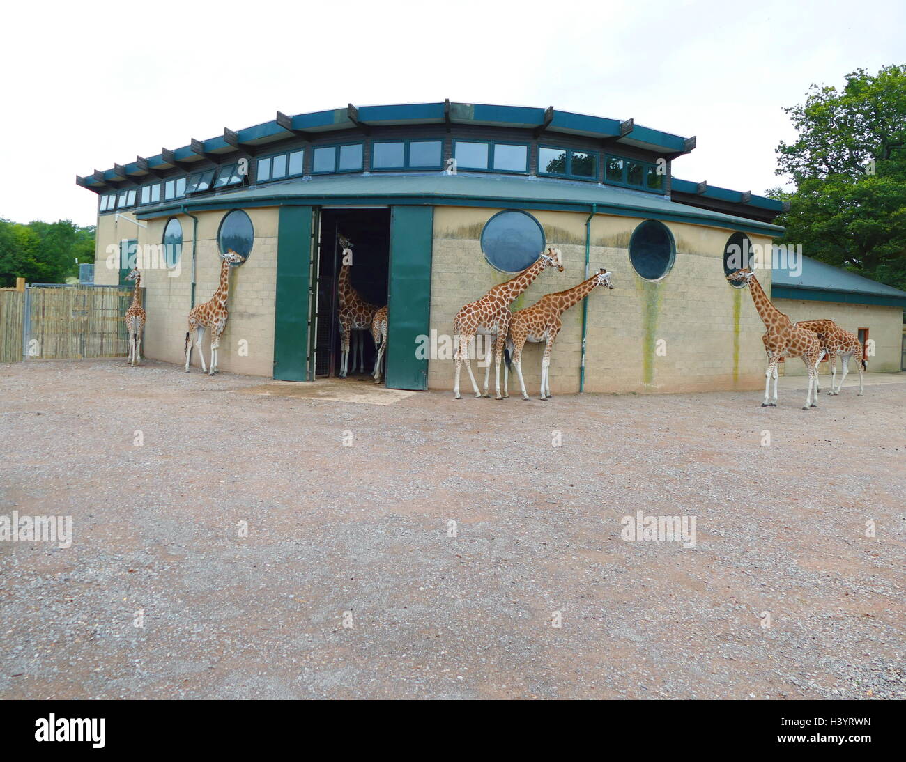 The giraffe (Giraffe Camelopardalis) is an African even-toed ungulate ...