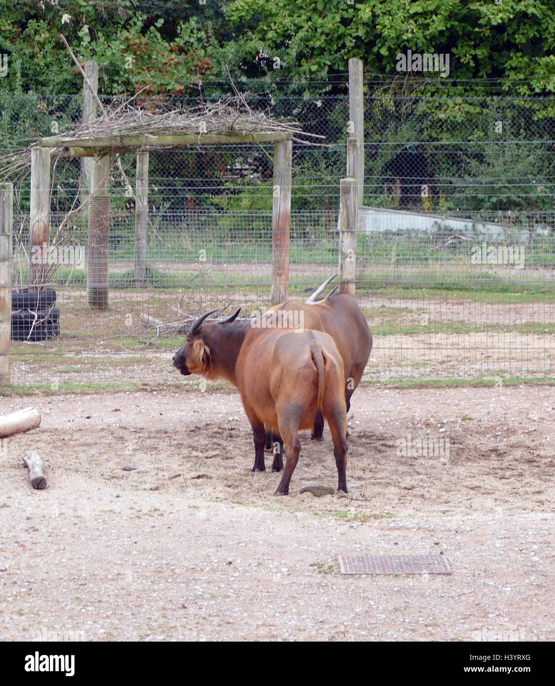 Congo Buffalo Stock Photos & Congo Buffalo Stock Images - Alamy
