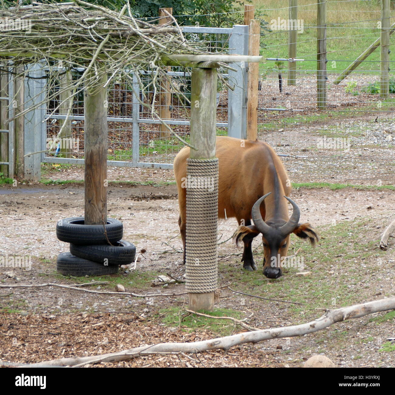 African forest buffalo (Syncerus caffer nanus), known also as the Congo ...