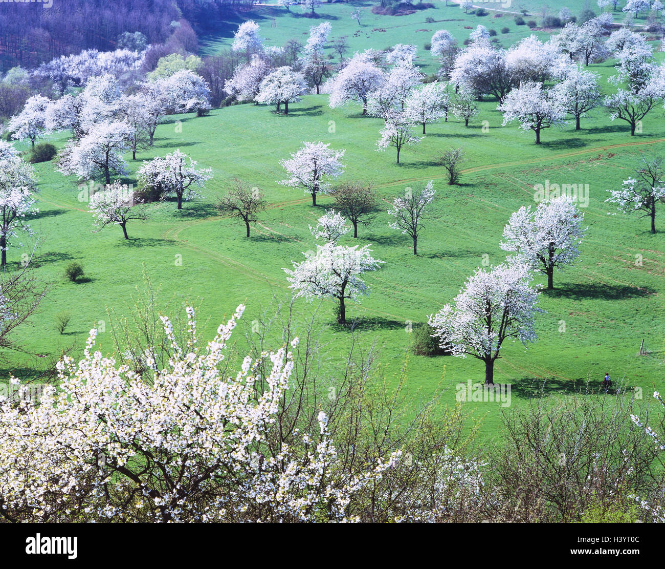 Meadow, cherry trees, Prunus spec., there blossom, spring, annex ...