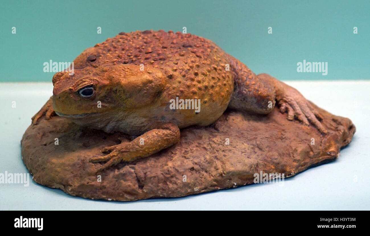 Model of a Cane Toad, also known as, the giant neotropical toad or ...