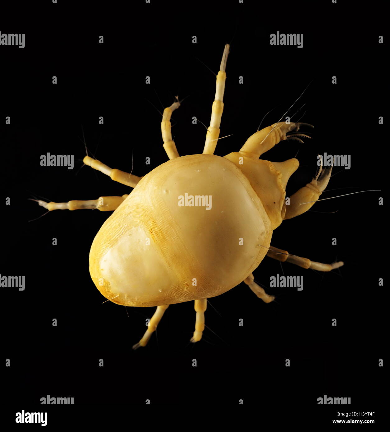 Cheyletiellosis Humans