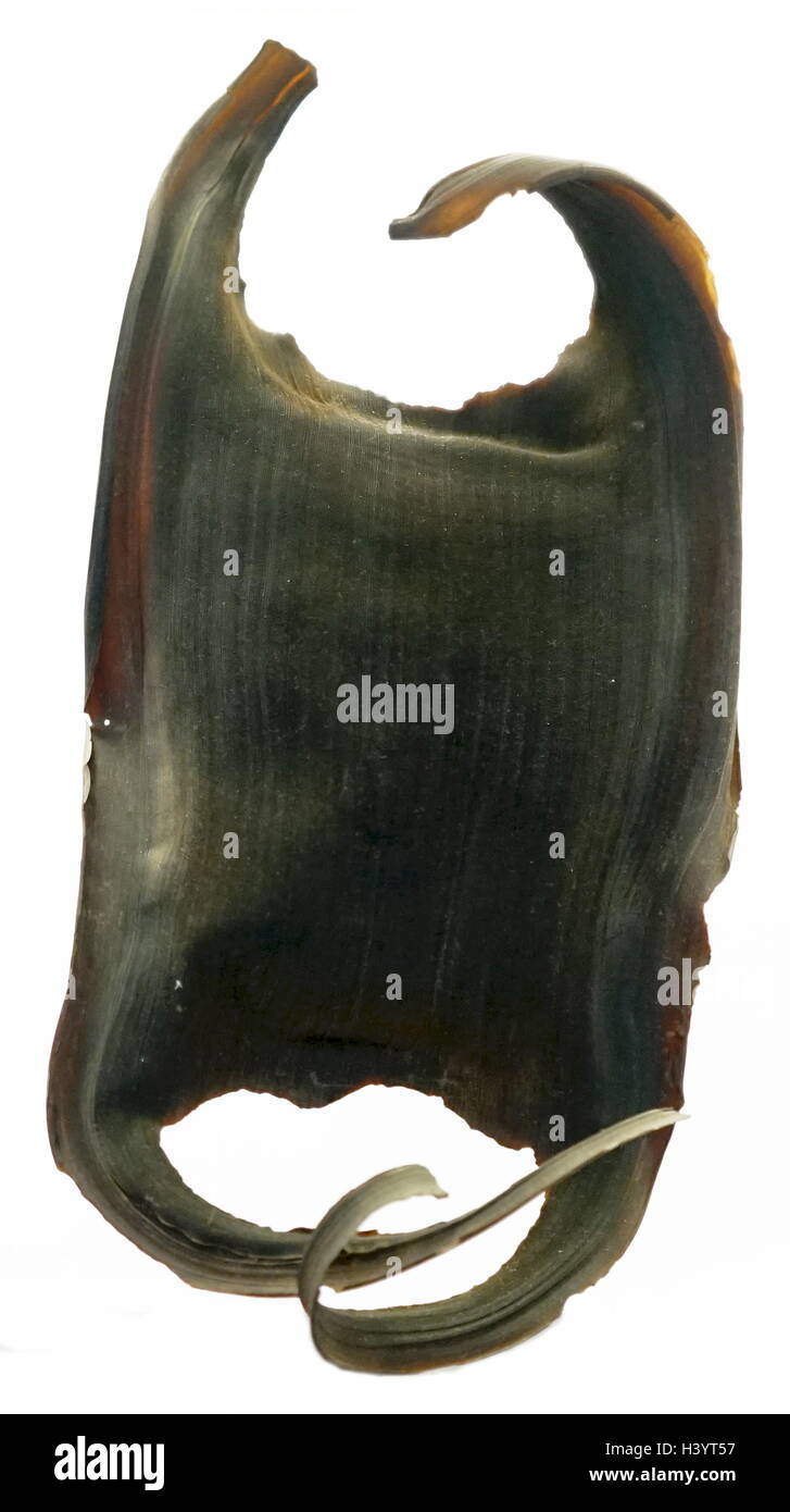 Egg of a Skate, a cartilaginous fish belonging to the family Rajidae in ...