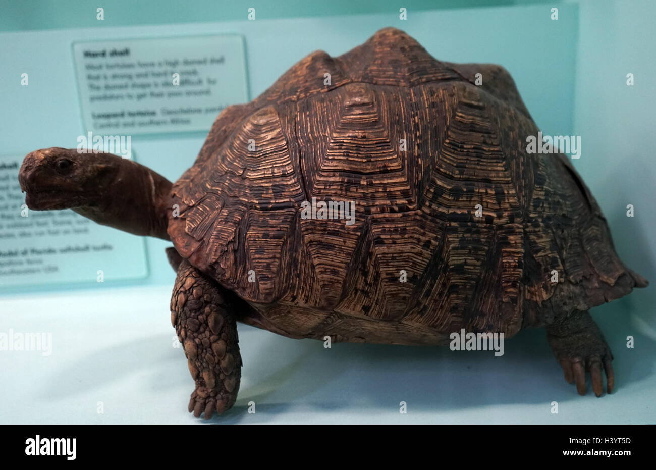 Model of a hard shell turtle a reptile characterised by a bony or ...