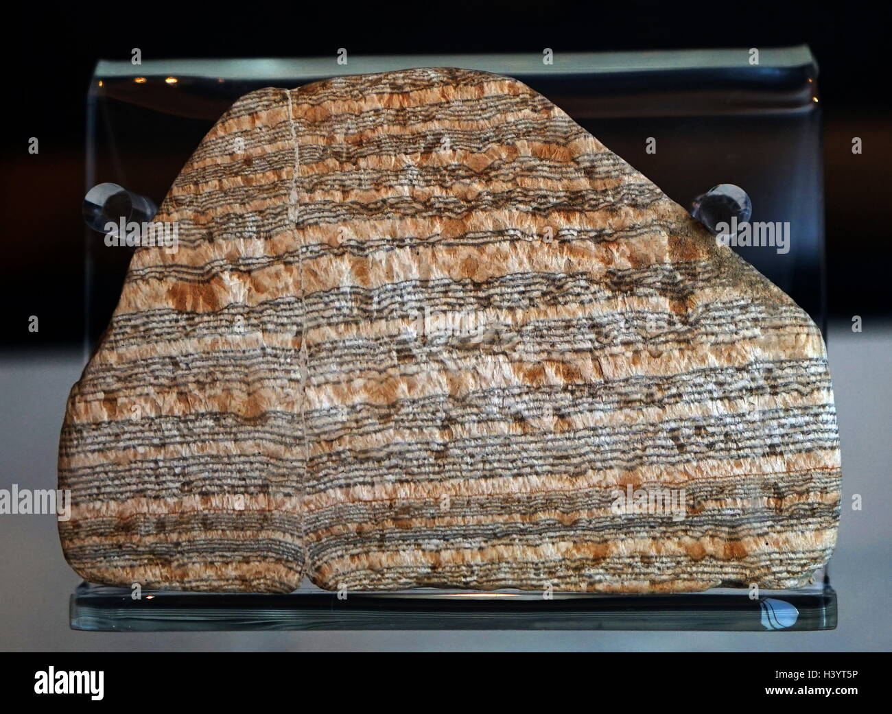 Sunday stone, a calendar in rock, formed in the Tyneside coal mine ...