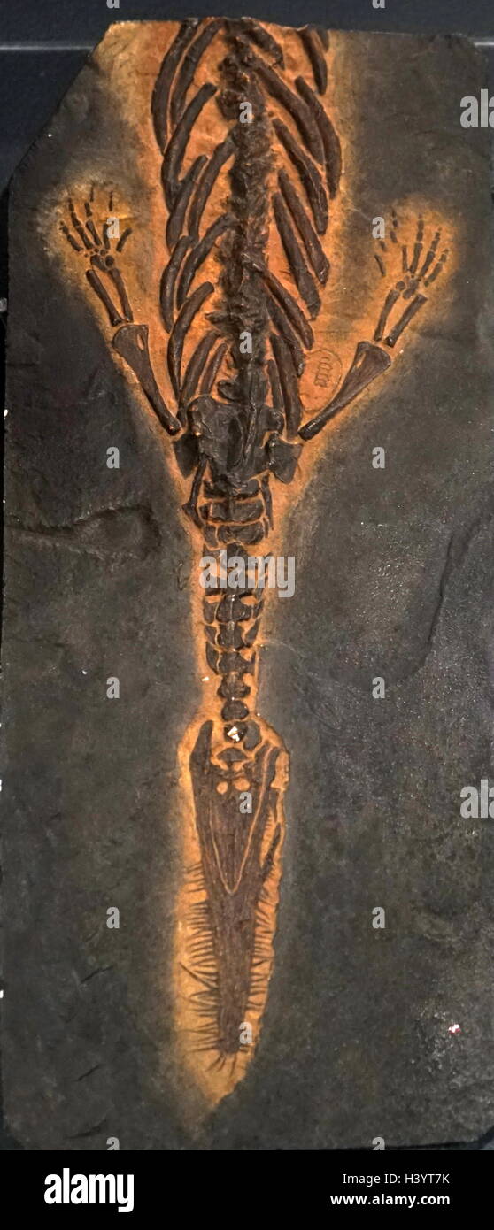 Mosasaur Stock Photos & Mosasaur Stock Images - Alamy