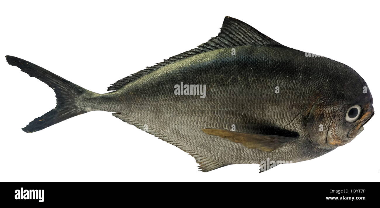 John pomfret hi-res stock photography and images - Alamy
