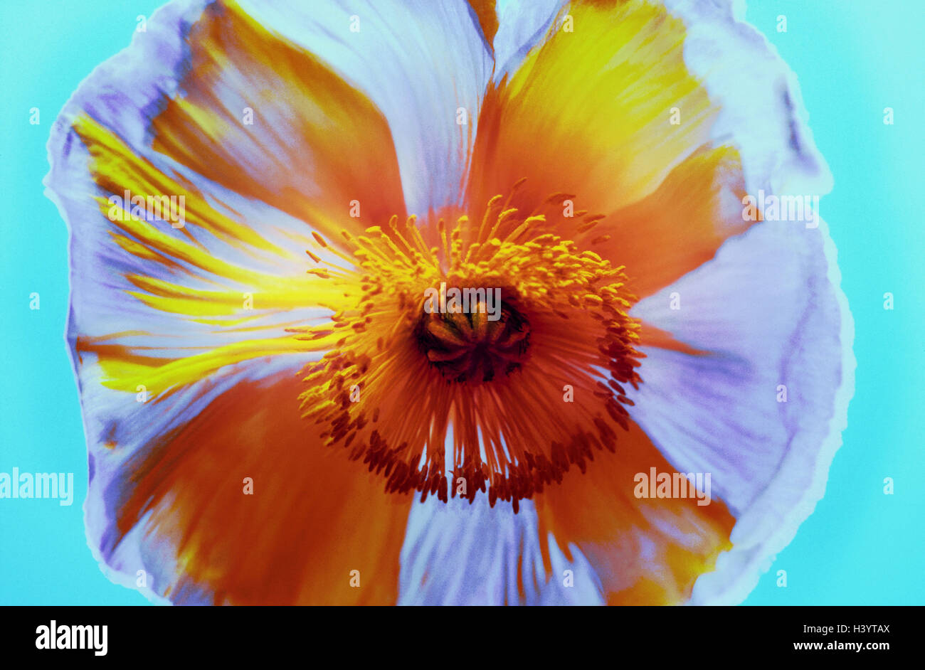 Poppy, Papaver spec., detail, blossom, manipulated, clap poppy seed ...