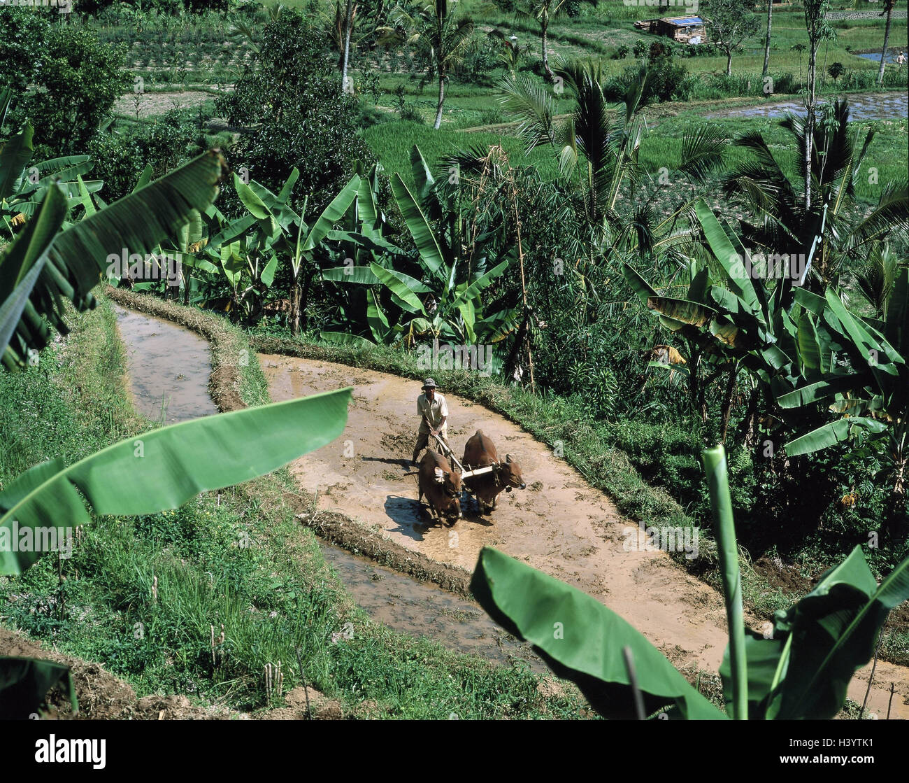 Indonesia, Bali, pawn, ploughing, small Sundainseln, island ...