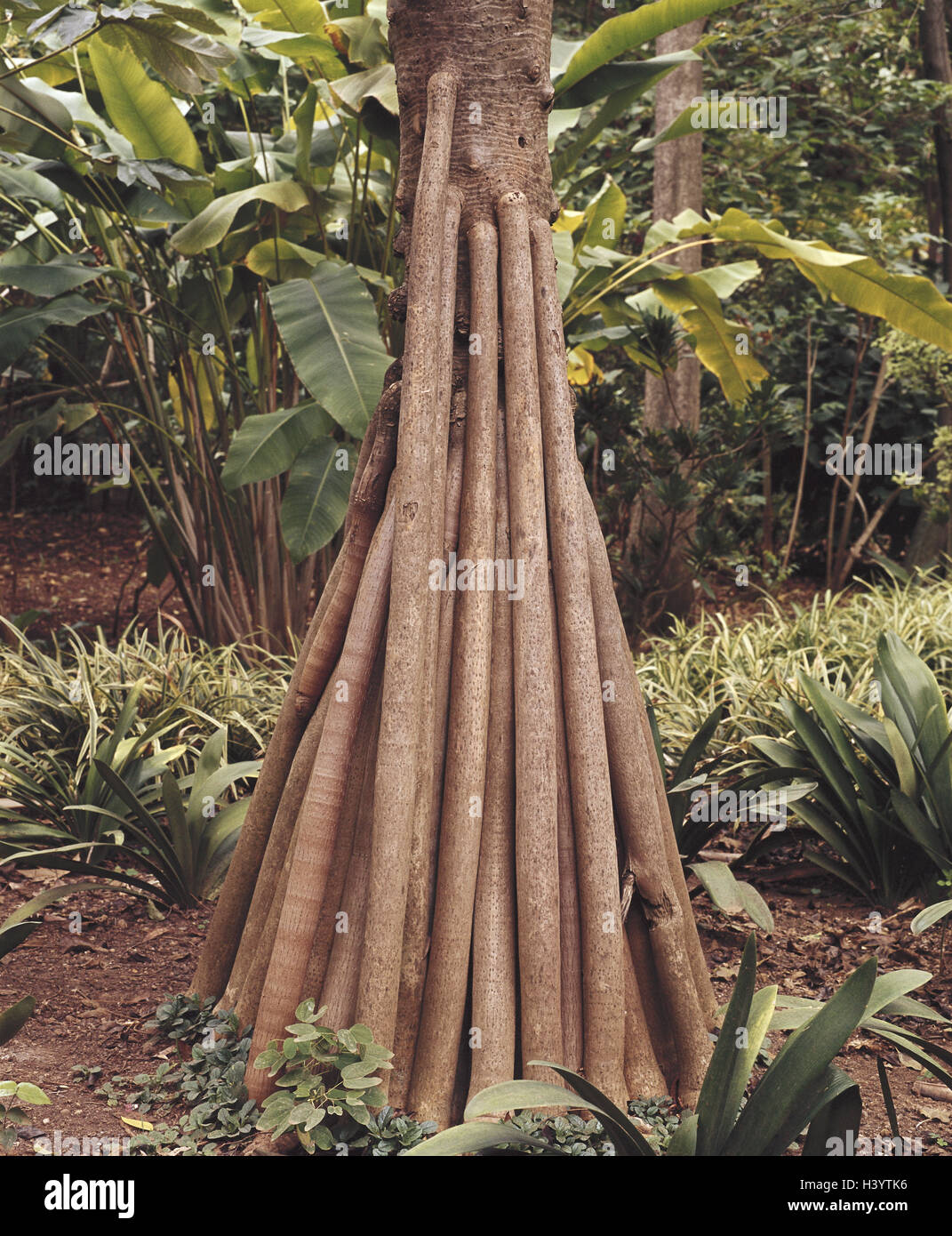 Gum tree, ficus dealbata, aerial roots, tree, aerial root, roots, wood ...