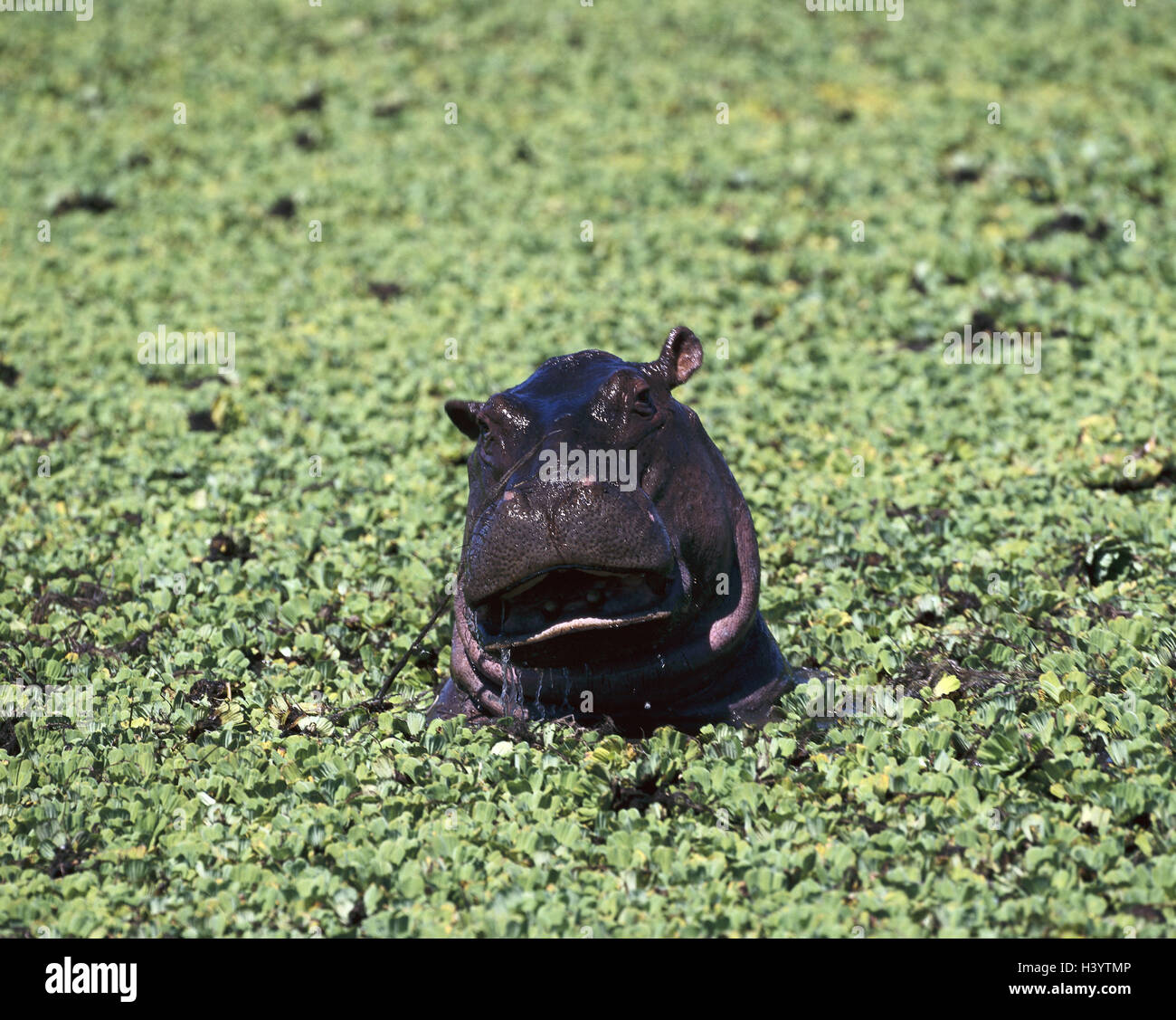 Hippopotamus, Hippopotamus amphibius, water surface, water plants ...