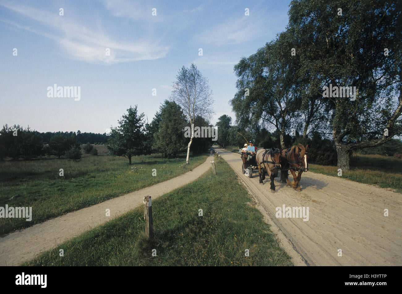 Moor horses germany hi-res stock photography and images - Alamy