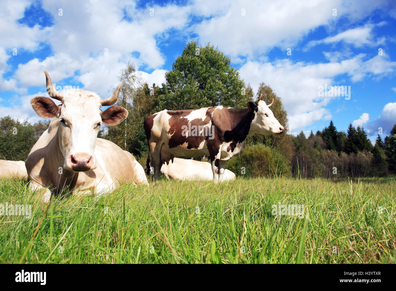Farming landscape. Cow on green grass against forest and sky Stock ...