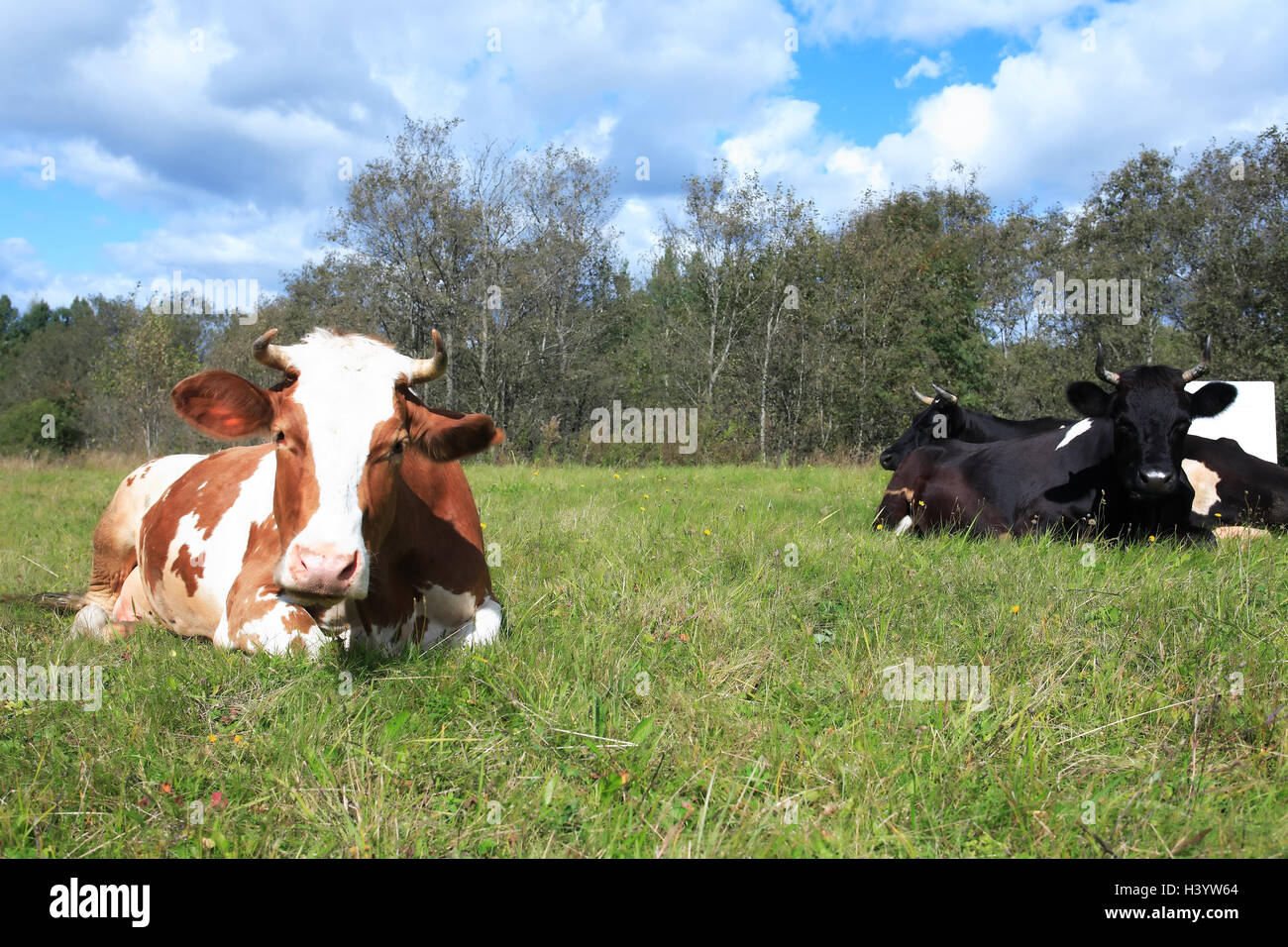 Farming landscape. Cow on green grass against forest and sky Stock ...