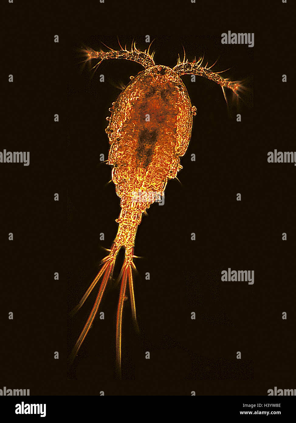 Cyclopidae hi-res stock photography and images - Alamy