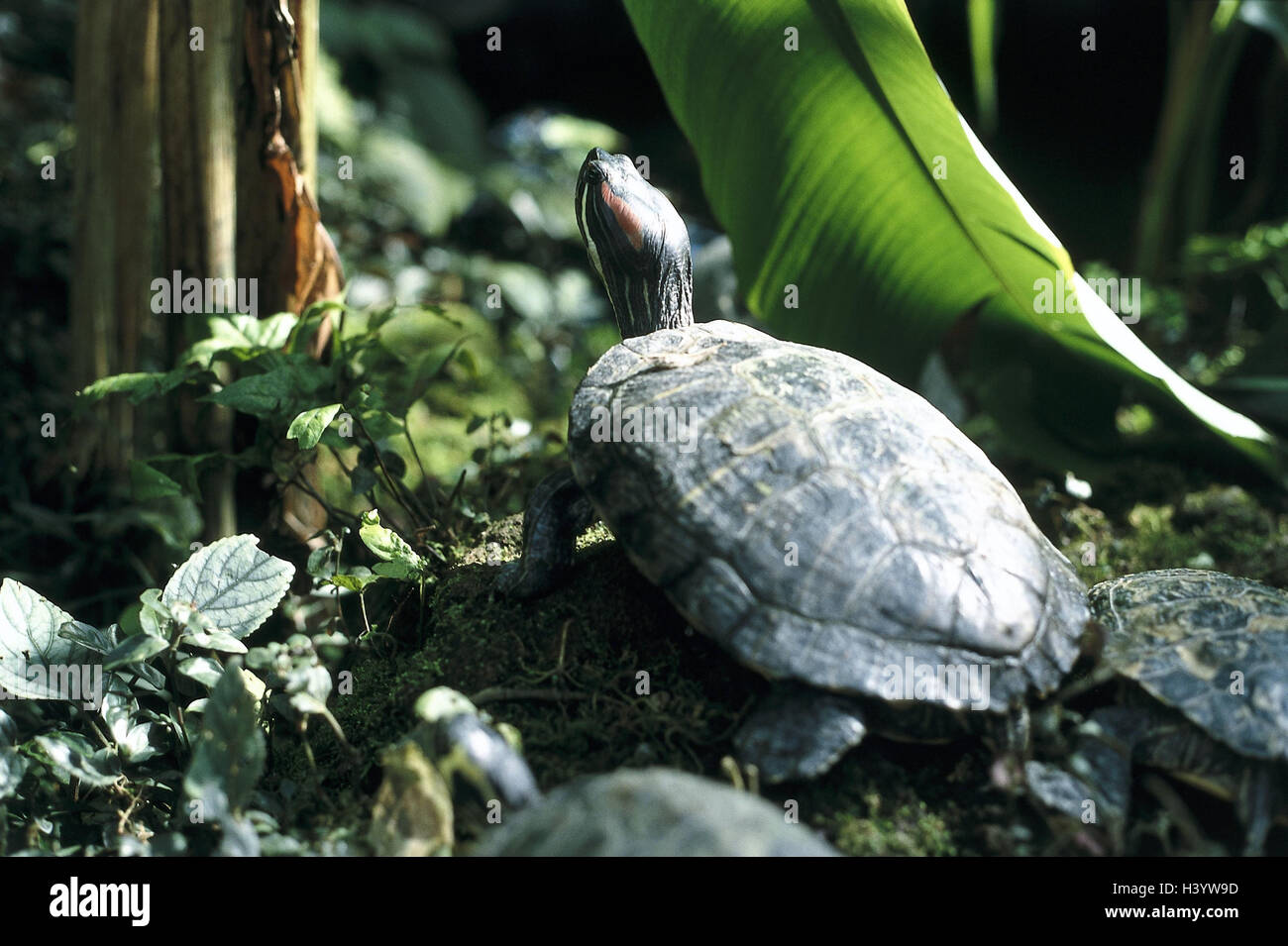 Pseudemys spec tortoise hi-res stock photography and images - Alamy
