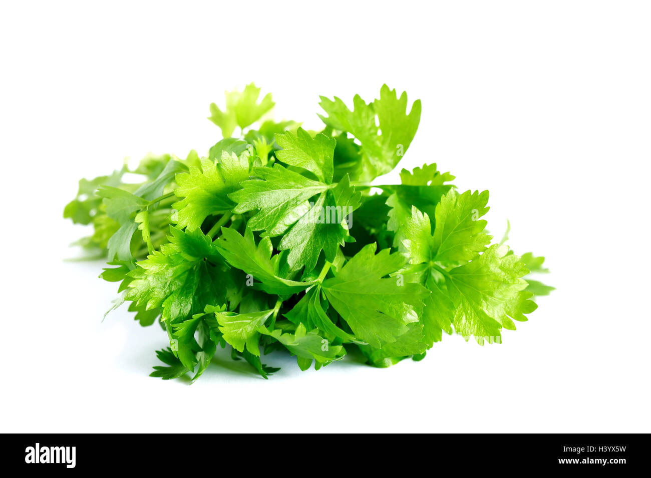 Bundle of freshness green parsley on white background Stock Photo - Alamy