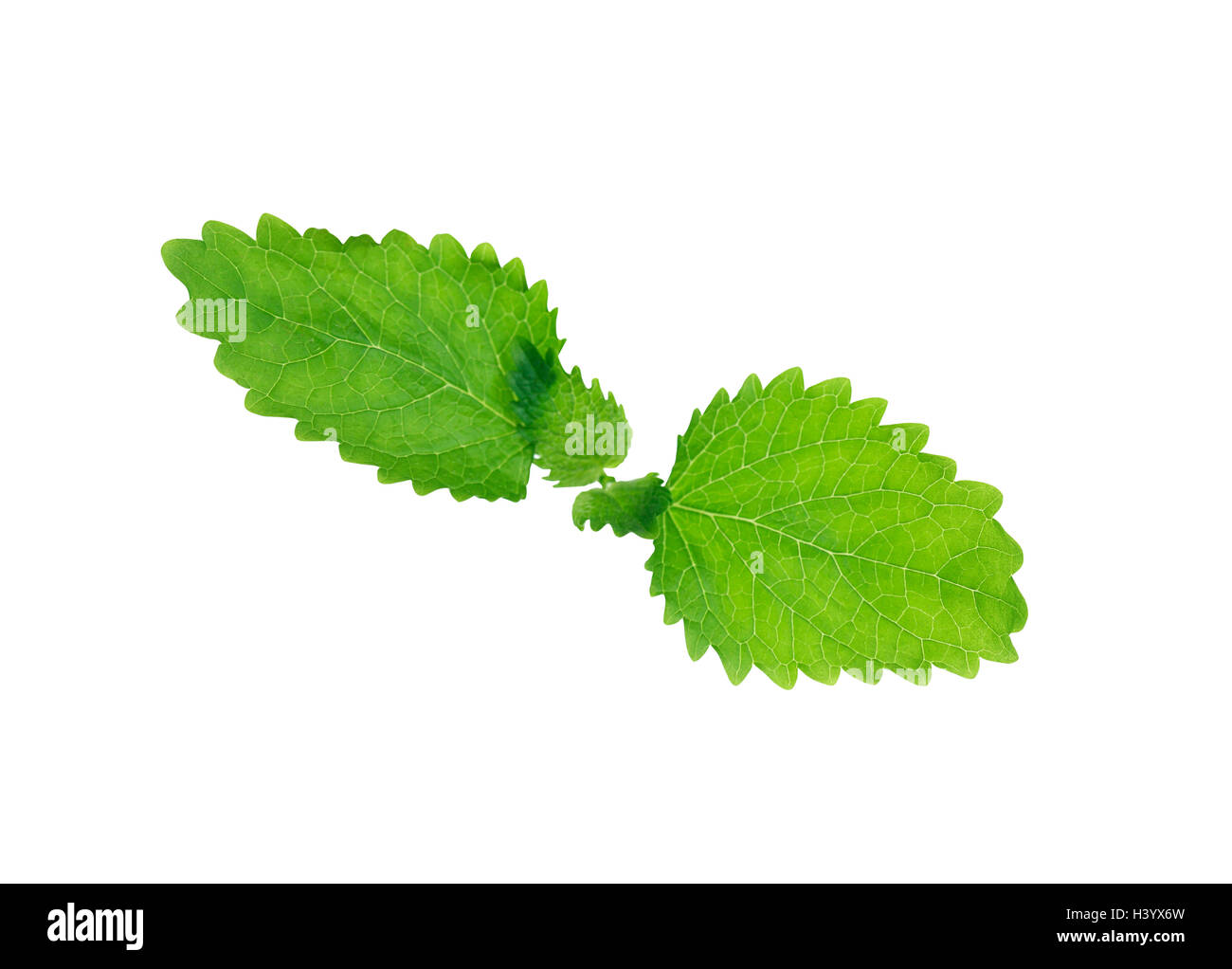 Green mint leaves isolated on white background with clipping path Stock ...