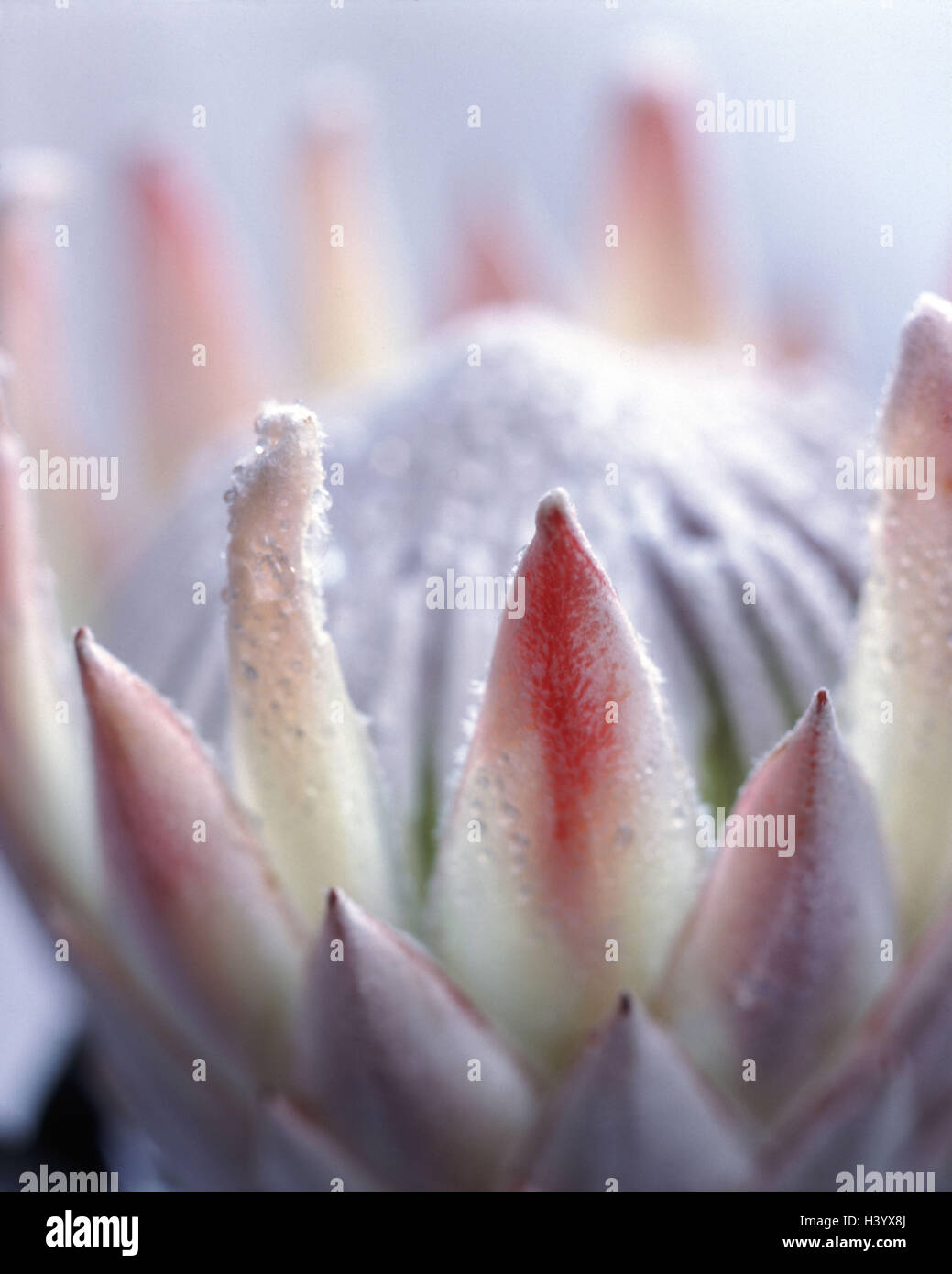 Königsprotea, Protea cynaroides, detail, blossom, South, Africa ...