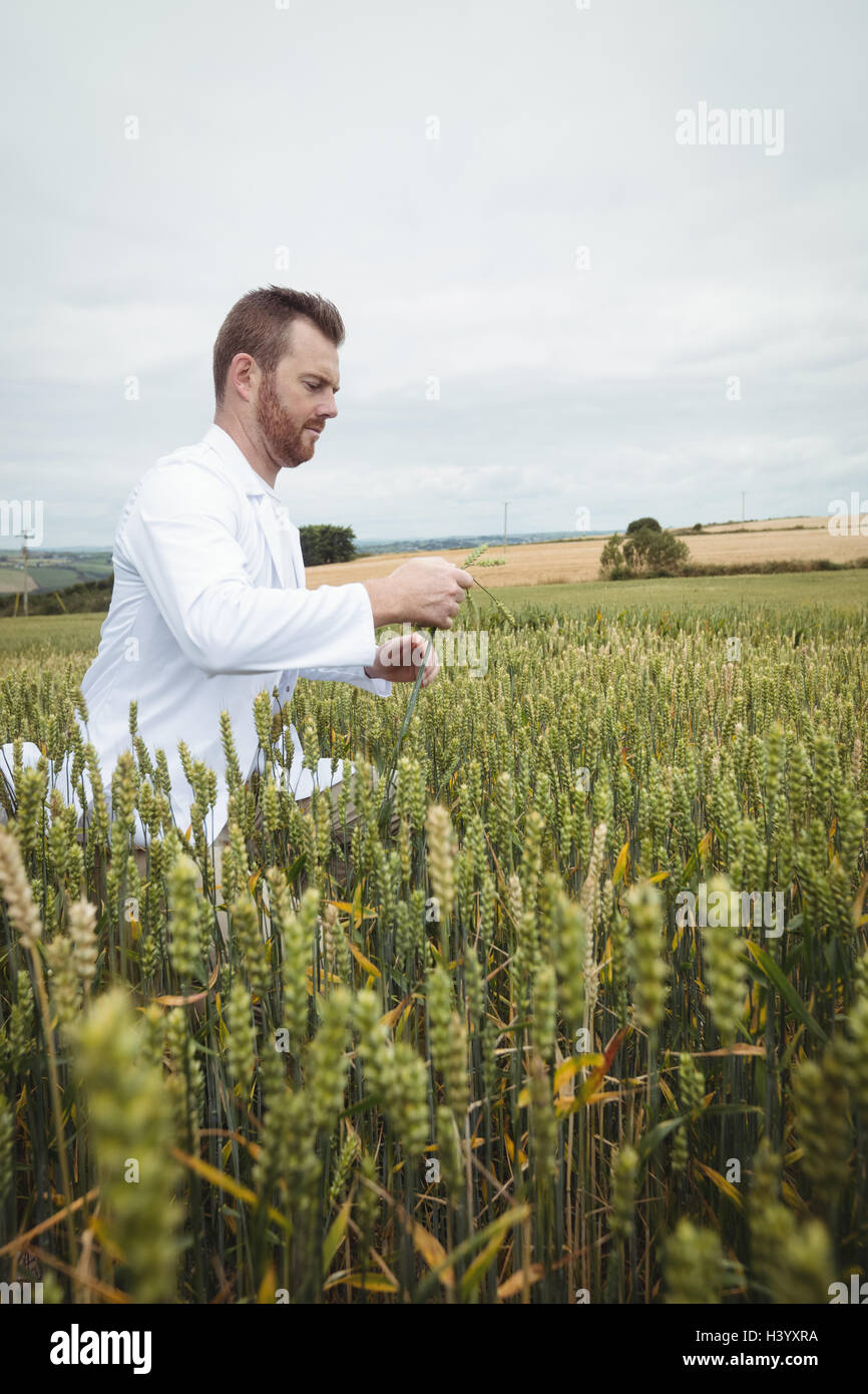Professional agronomist hi-res stock photography and images - Alamy
