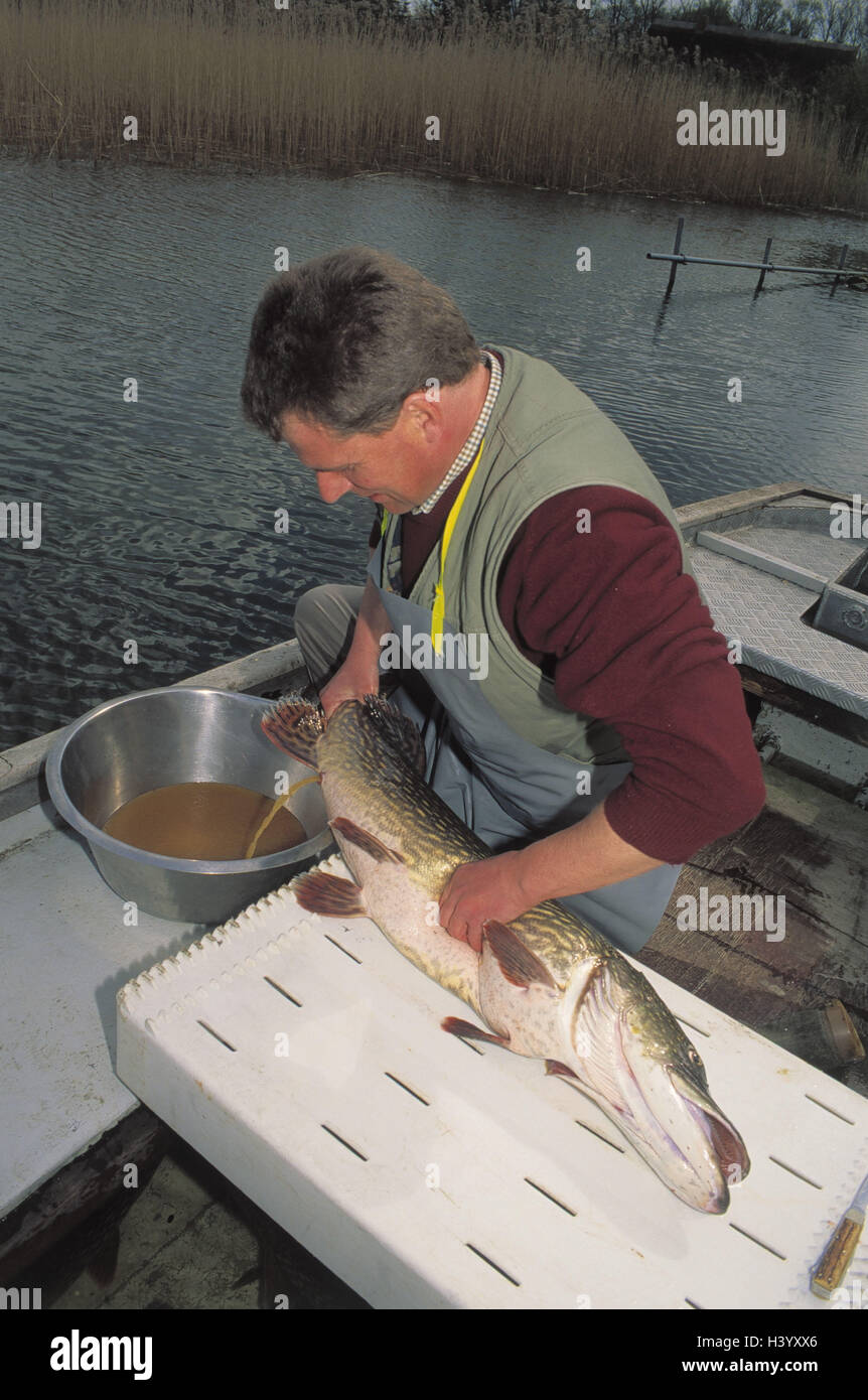Germany, Selenter lake, fishing boat, man, pike, spawn production by ...