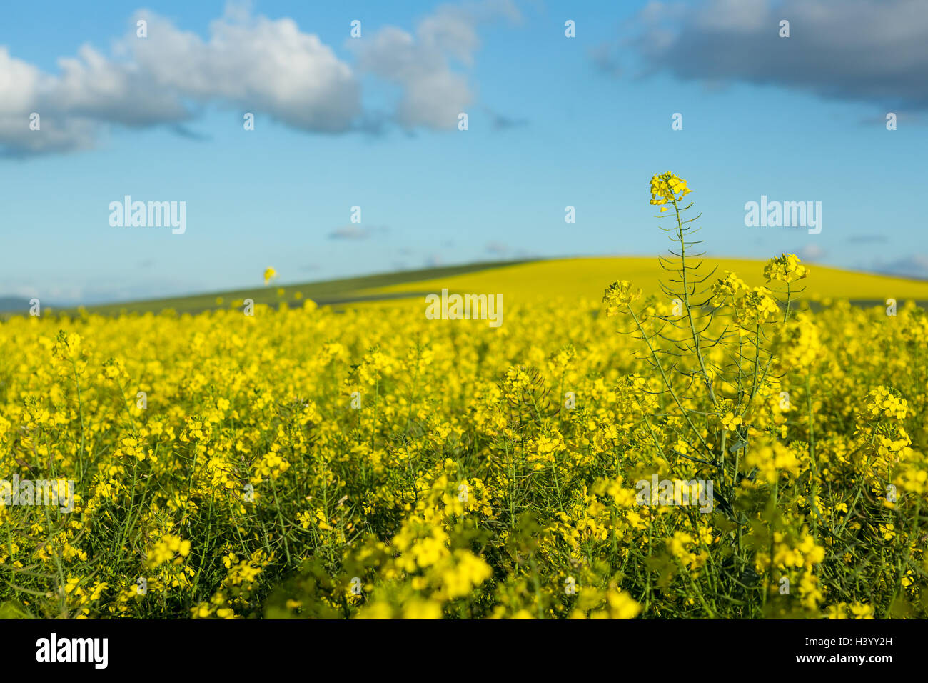 View of beautiful mustard field Stock Photo - Alamy