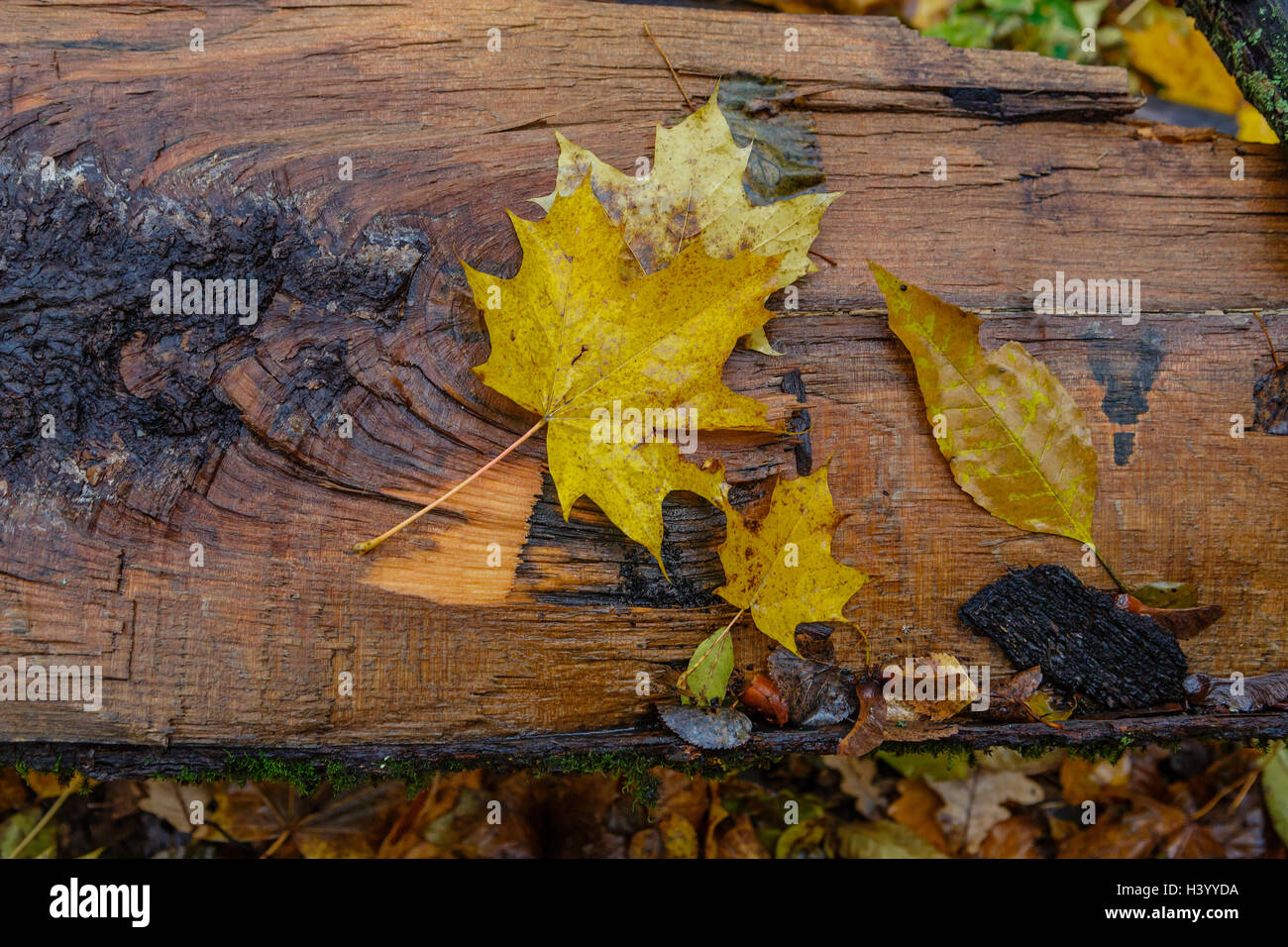 Dry leaf falling from tree hi-res stock photography and images - Alamy