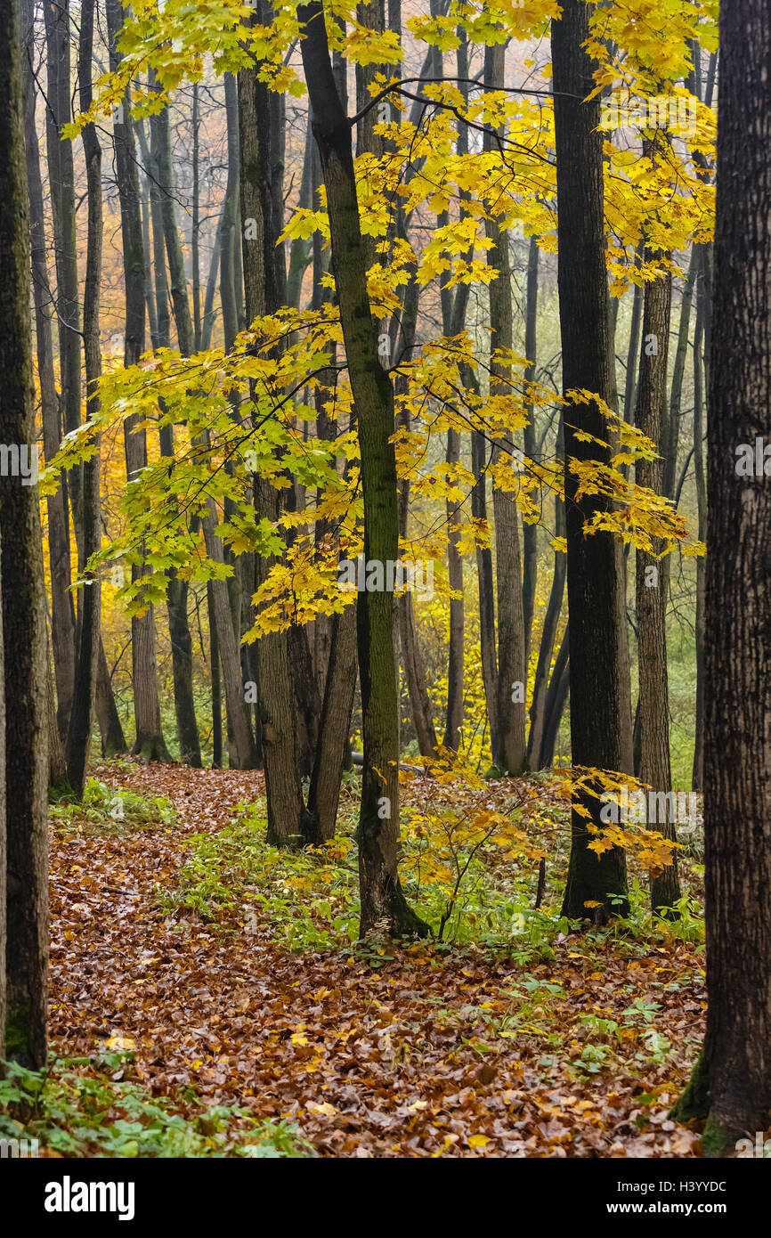 Fall season in the deciduous wood Stock Photo - Alamy