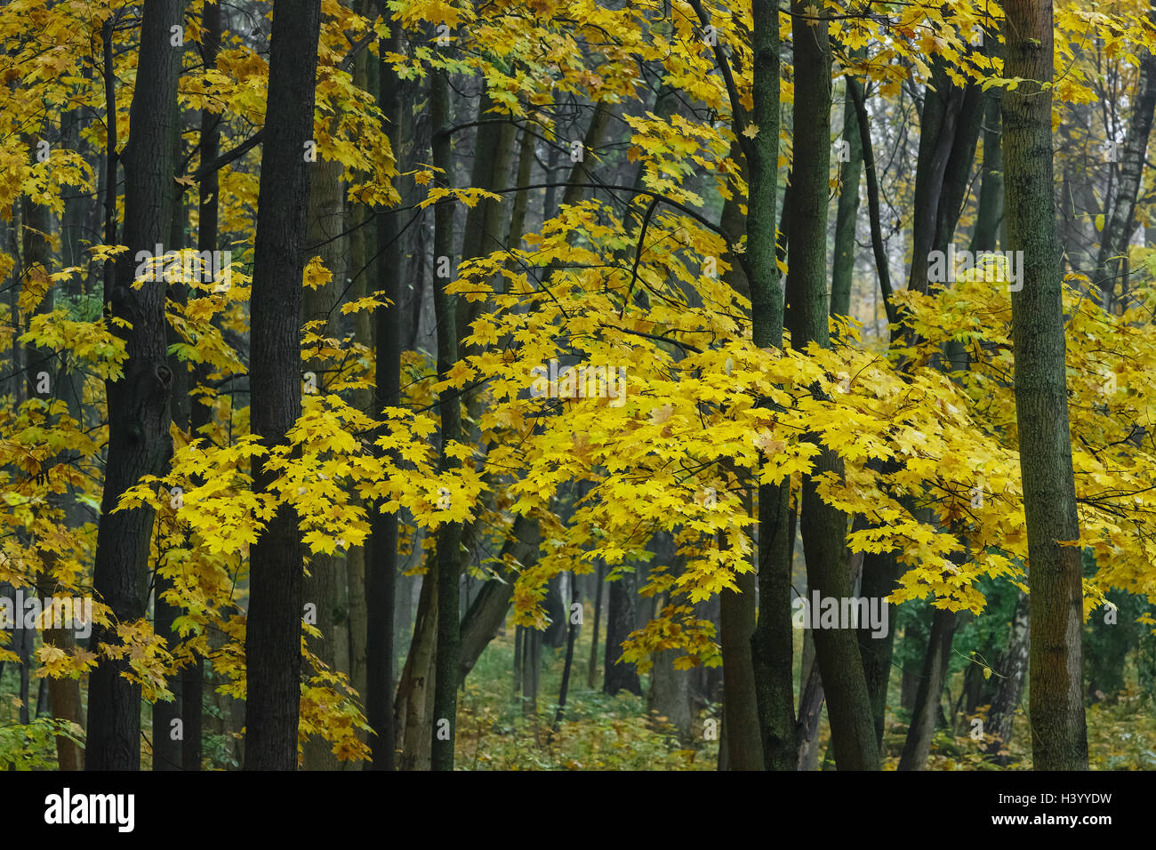 Fall season in the deciduous wood Stock Photo - Alamy