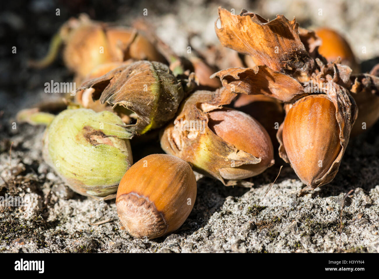 Hazelnuts corylus avellana cobnut hi-res stock photography and images ...